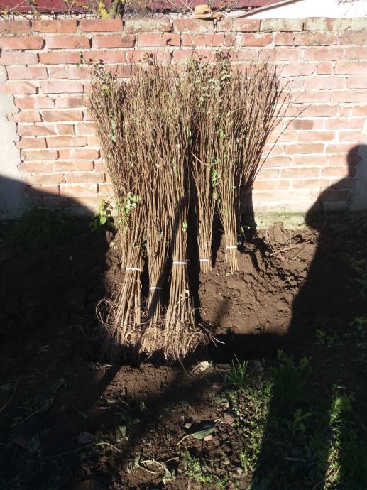 Sadnice bagrema i topole