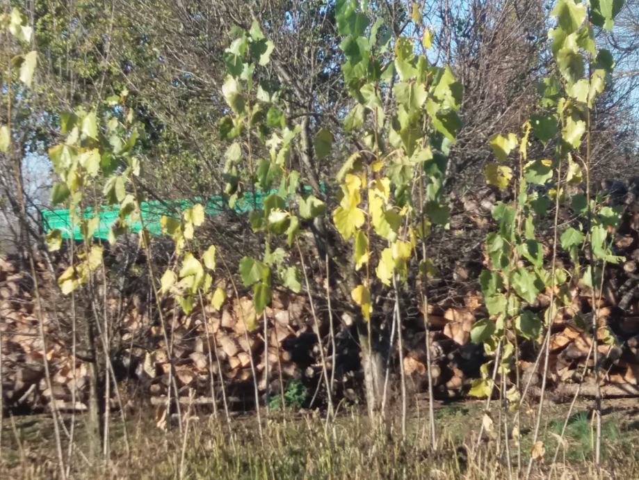 Sadnice bagrema i topole