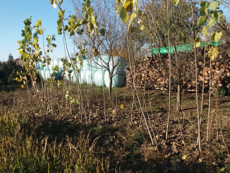 Sadnice bagrema i topole