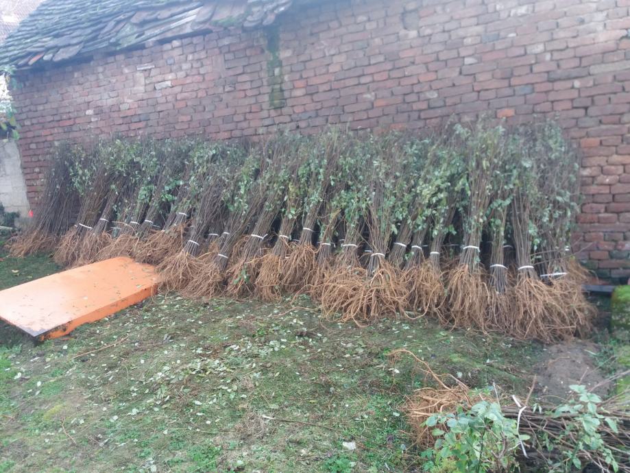 Sadnice bagrema i topole