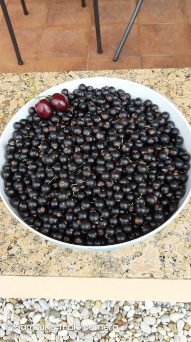 SADNICE CRNI RIBIZL!!!