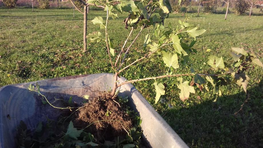 SADNICE CRNI RIBIZL!!!