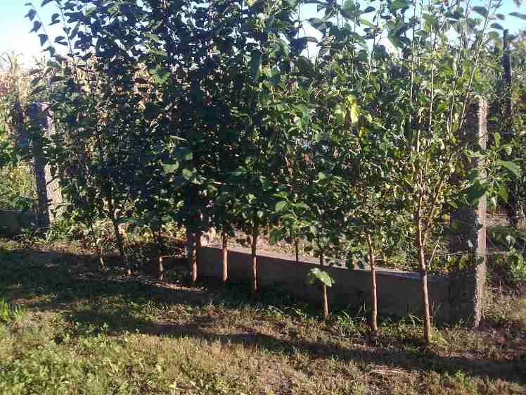 Sadnice crnog Duda ( Murve )