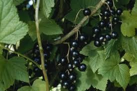 RIBIZ sadnice crvenog ribiza