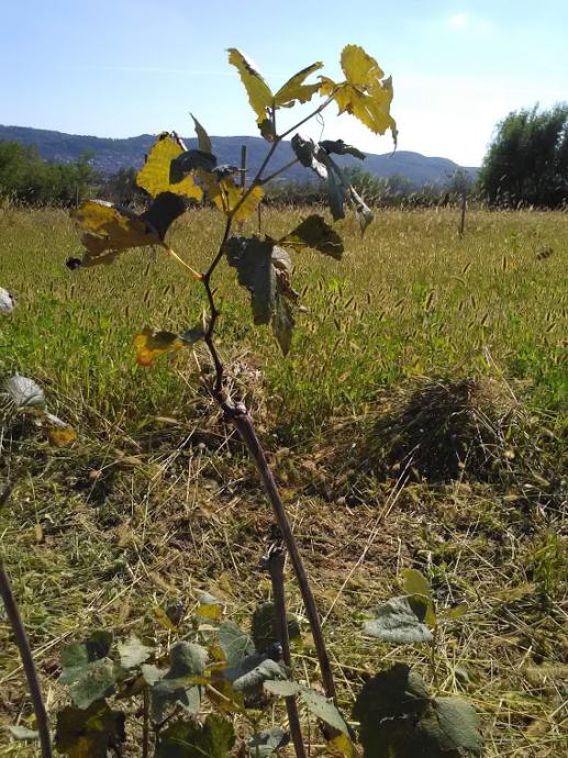 sadnice domaće loze