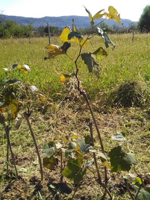 sadnice domaće loze