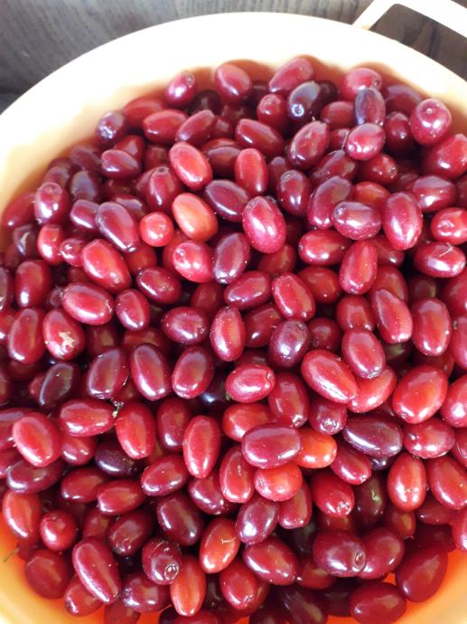 Sadnice drena i višnje maraske