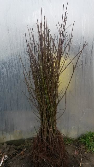 Sadnice drijen - cornus mas