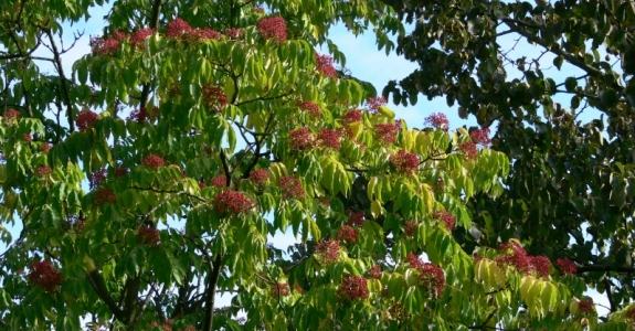 Sadnice EVODIJA *Pčelinje drvo*