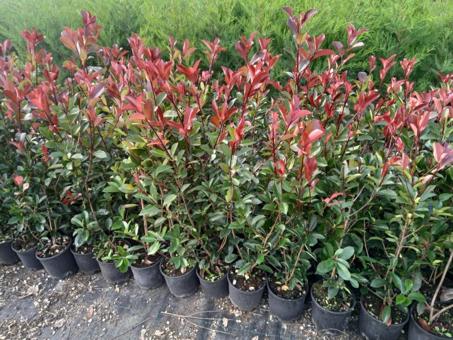 Sadnice Fotinija, sadnice Photinia crvena živica , sadnice Fotinie 1m
