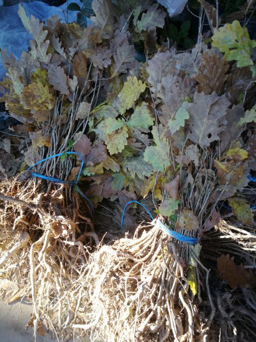 Sadnice hrast luznjak, dvogodisnje sadnice