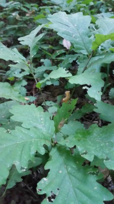 Sadnice hrast luznjak, dvogodisnje sadnice