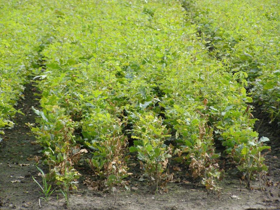 ⭐Sadnice hrasta, jeftino!