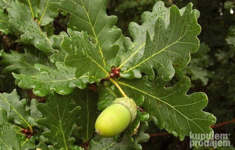 ⭐Sadnice hrasta, jeftino!