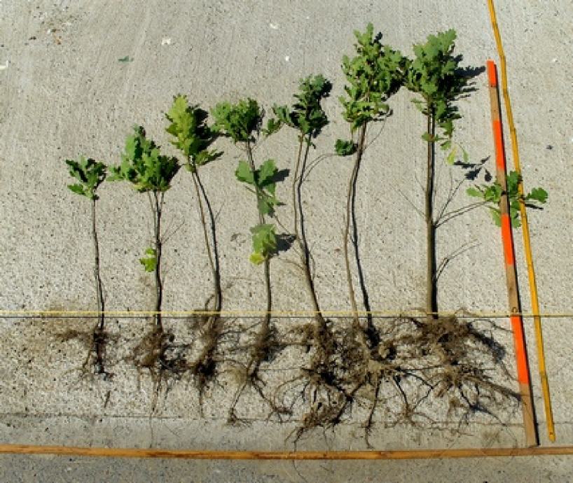 ⭐Sadnice hrasta, jeftino!