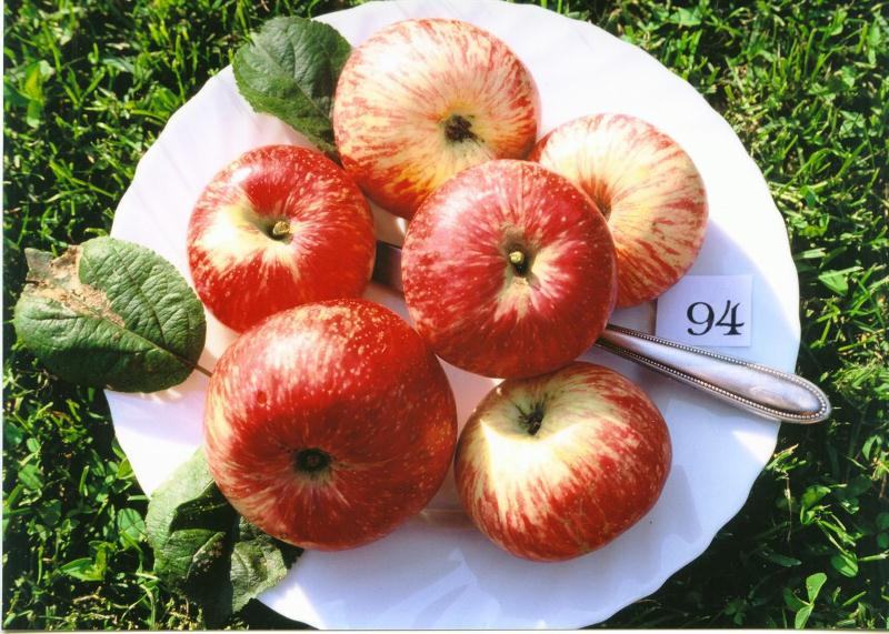 Sadnice jabuka, fine stare sorte na najotpornijoj podlozi.