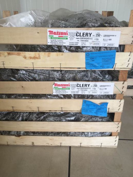 Sadnice jagoda(frigo) Joly Clery