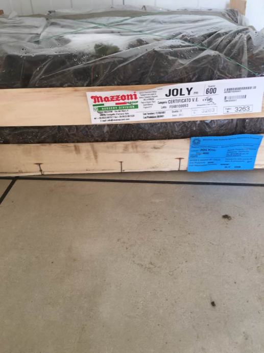 Sadnice jagoda(frigo) Joly Clery