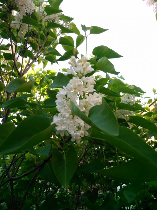 JORGOVAN BIJELI i LJUBIČASTI, SADNICE, može zamjena za razno