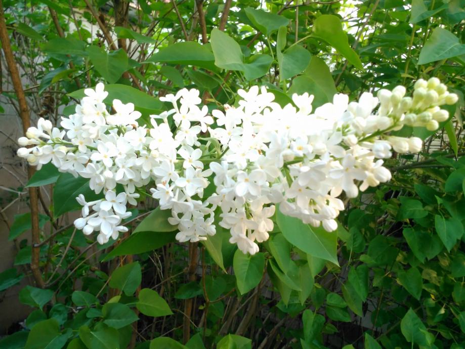 JORGOVAN BIJELI i LJUBIČASTI, SADNICE, može zamjena za razno