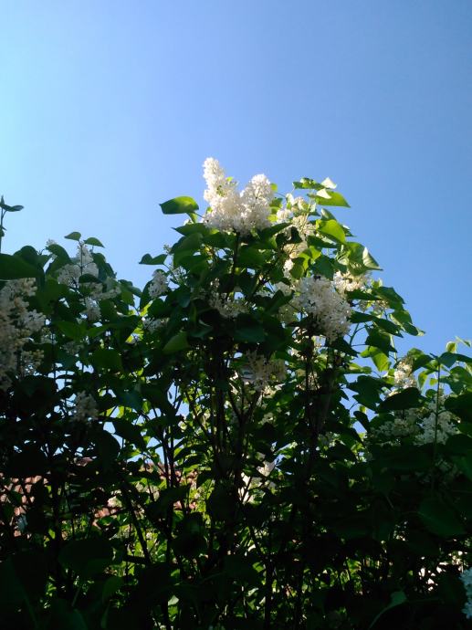 JORGOVAN BIJELI i LJUBIČASTI, SADNICE, može zamjena za razno