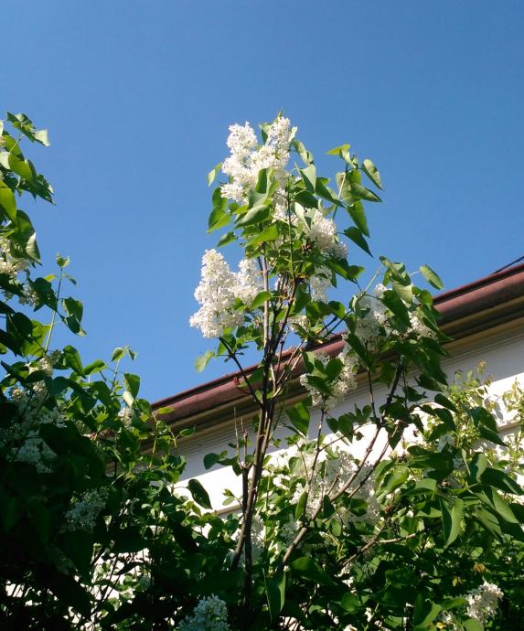 JORGOVAN BIJELI i LJUBIČASTI, SADNICE, može zamjena za razno