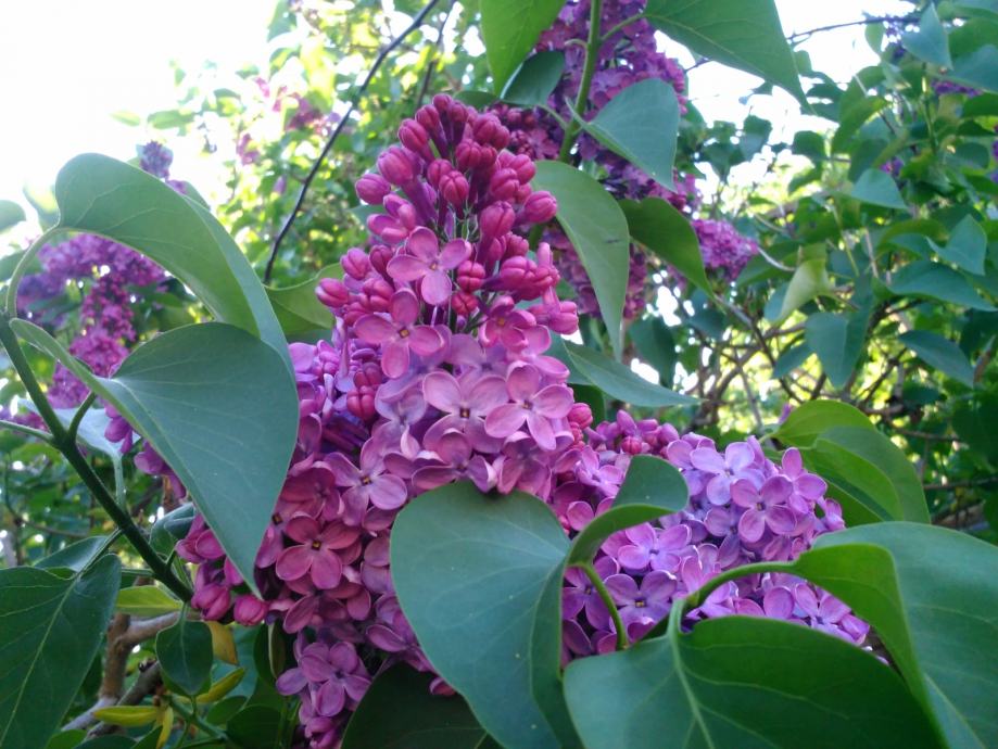 JORGOVAN BIJELI i LJUBIČASTI, SADNICE, može zamjena za razno