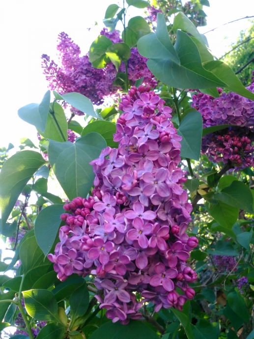 JORGOVAN BIJELI i LJUBIČASTI, SADNICE, može zamjena za razno