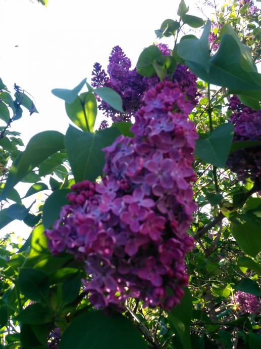 JORGOVAN BIJELI i LJUBIČASTI, SADNICE, može zamjena za razno