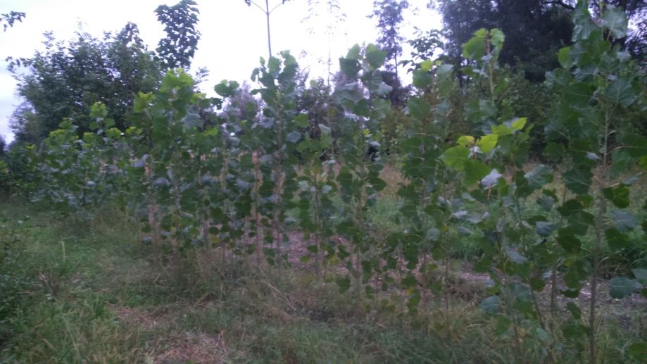 Sadnice KANADSKE TOPOLE-dvogodišnje.Novo Virje