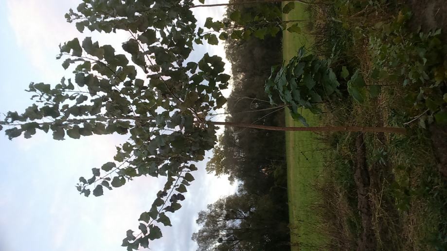 Sadnice KANADSKE TOPOLE-dvogodišnje.Novo Virje