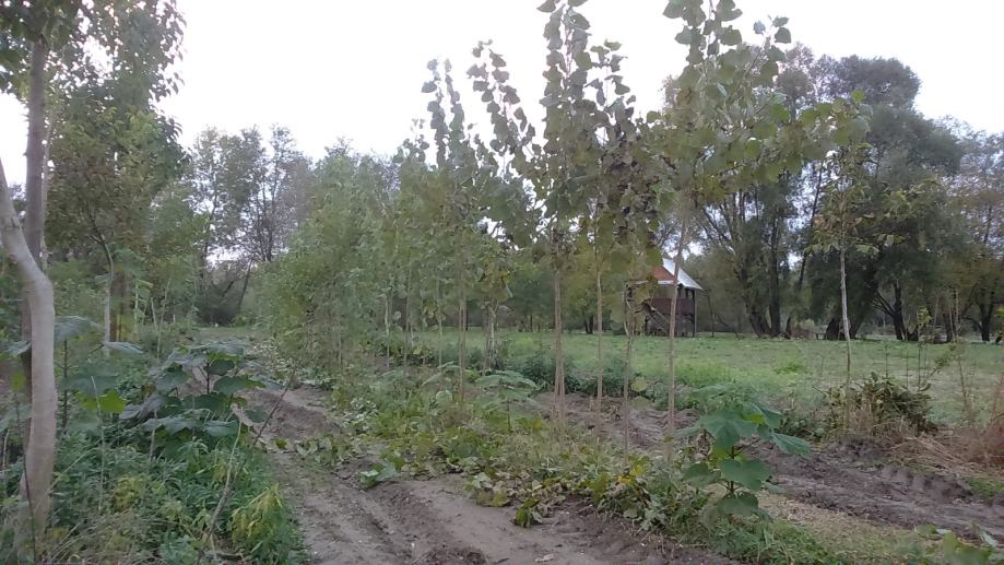 Sadnice KANADSKE TOPOLE-dvogodišnje.Novo Virje