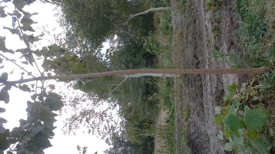 Sadnice KANADSKE TOPOLE-dvogodišnje.Novo Virje