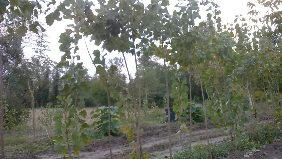 Sadnice KANADSKE TOPOLE-dvogodišnje.Novo Virje