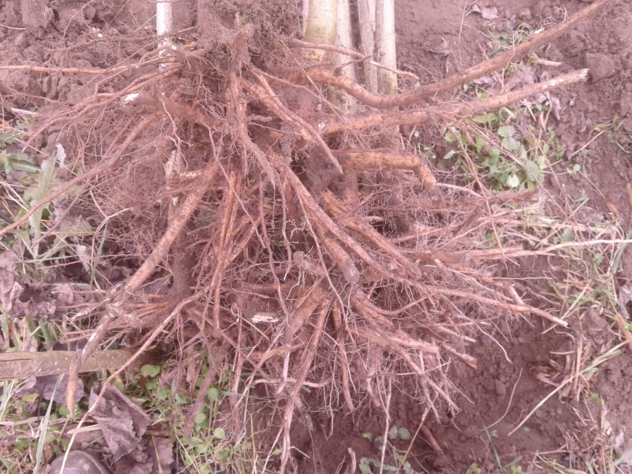 Sadnice KANADSKE TOPOLE-dvogodišnje.Novo Virje