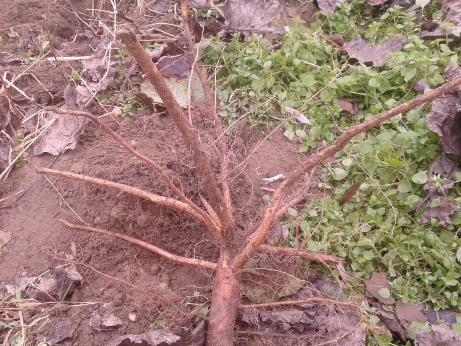 Sadnice KANADSKE TOPOLE-dvogodišnje.Novo Virje