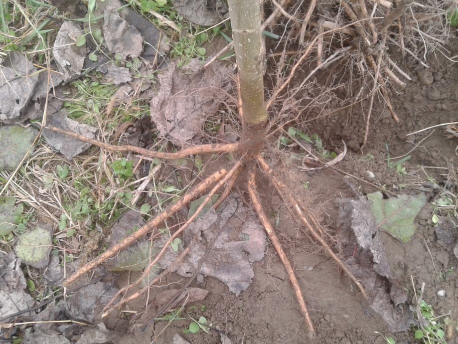 Sadnice KANADSKE TOPOLE-dvogodišnje.Novo Virje