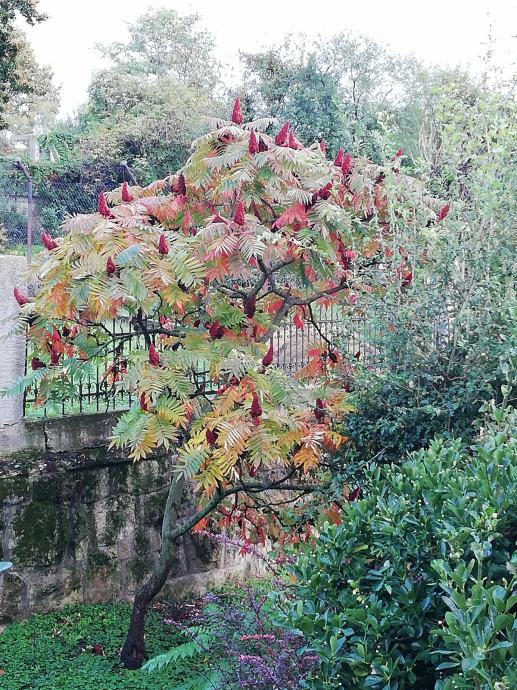 Sadnice kiselog ruja, cij. 5 eura/kom