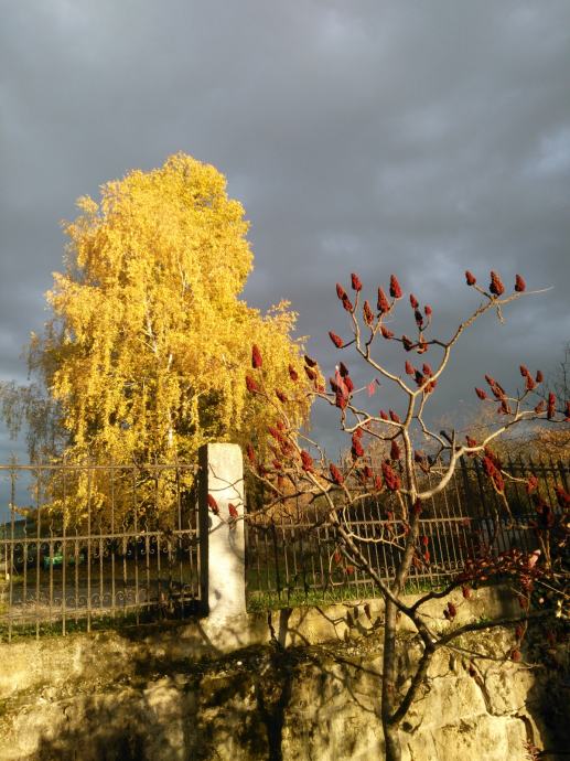 Sadnice kiselog ruja, cij. 5 eura/kom