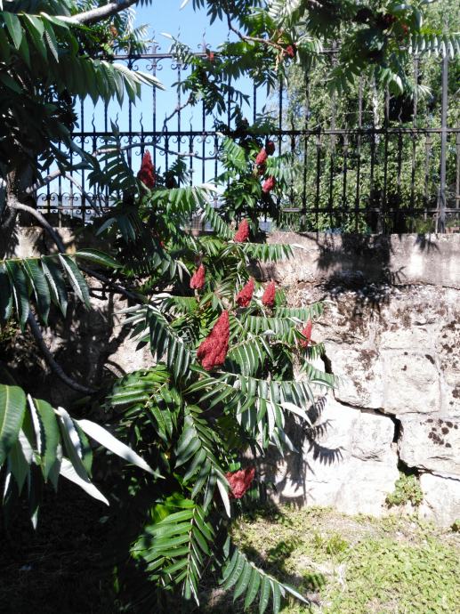 Sadnice kiselog ruja, cij. 5 eura/kom