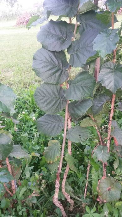 Corylus Colurna - Medvjeđa ljeska
