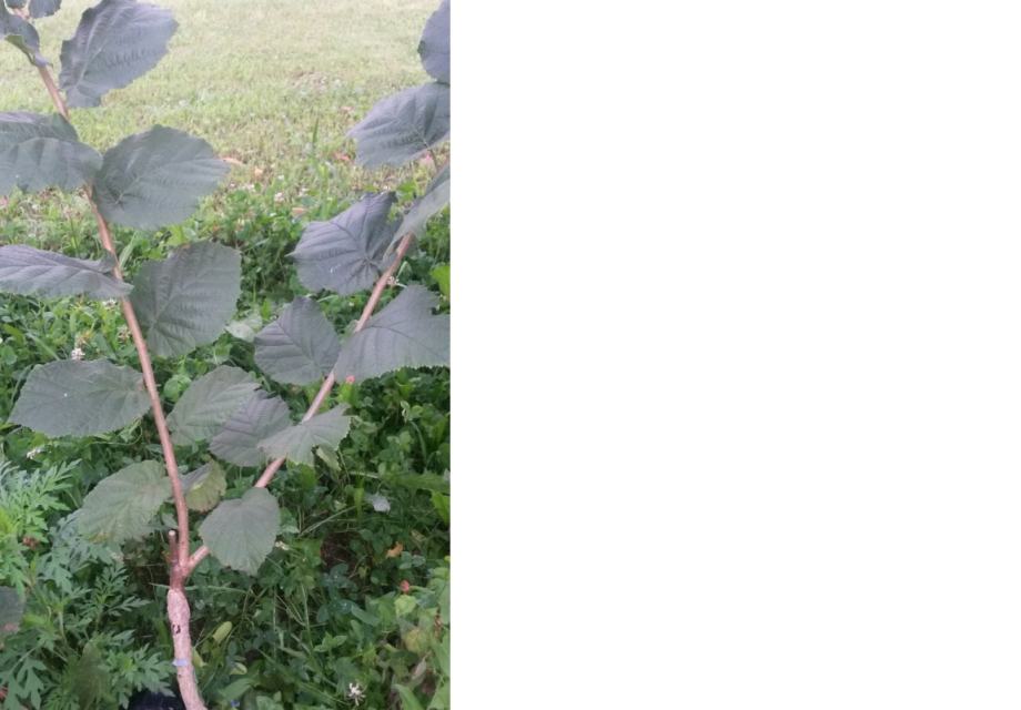 Corylus Colurna - Medvjeđa ljeska