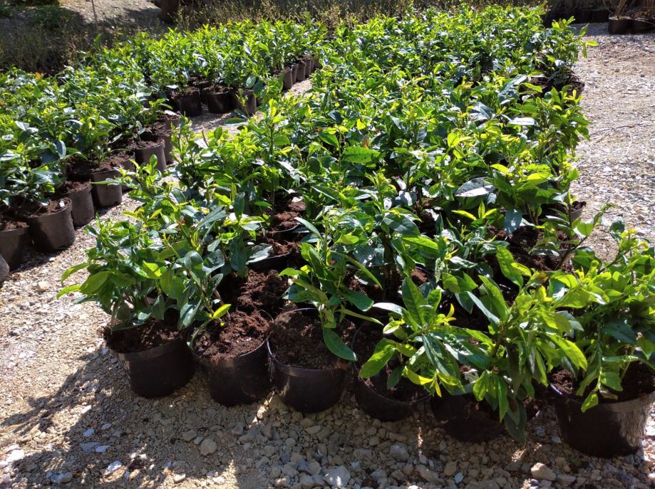 SADNICE LOVOR VIŠNJE (PRUNUS LAUROCERASUS) TICO