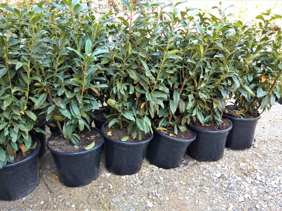 SADNICE LOVOR VIŠNJE (PRUNUS LAUROCERASUS) TICO