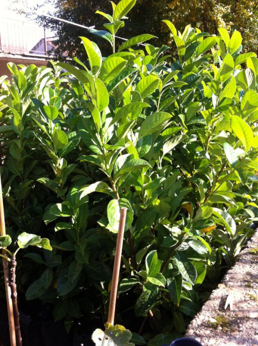 sadnice lovor visnje