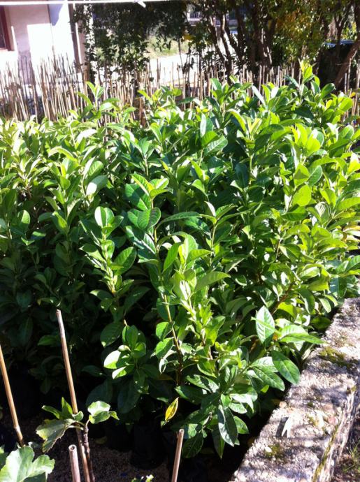 sadnice lovor visnje