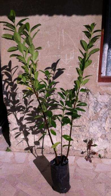 sadnice lovor visnje