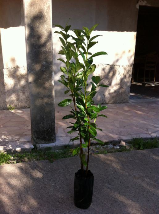 sadnice lovor visnje