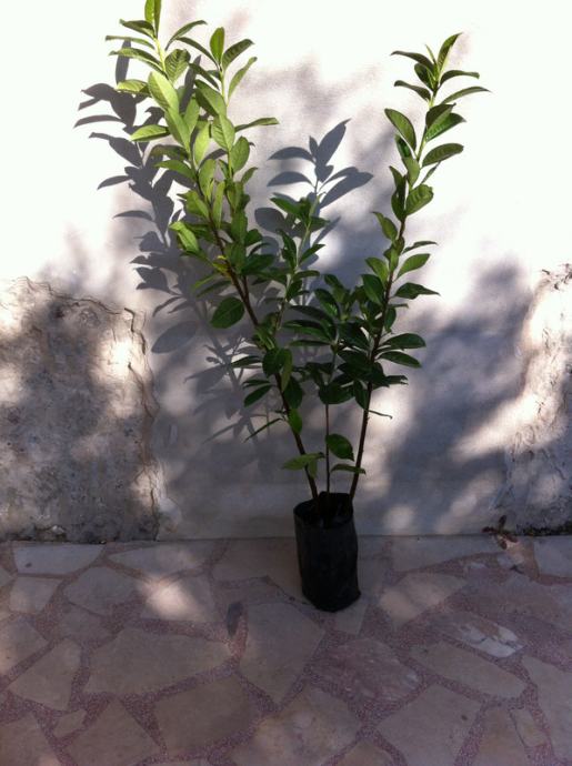 sadnice lovor visnje