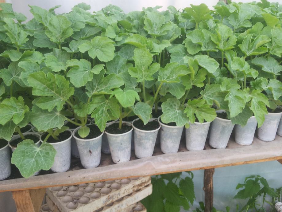 Sadnice Lubenica F1 2 kn/kom